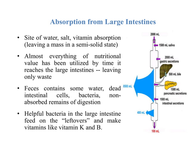Digestive System of Non-Ruminant animals.pptx
