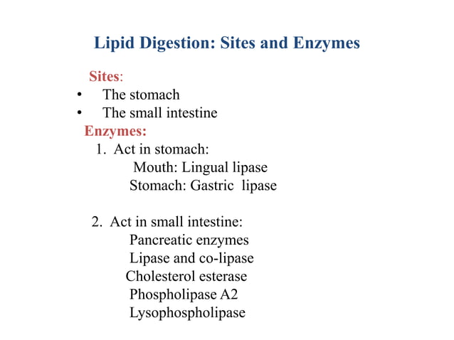 Digestive System of Non-Ruminant animals.pptx