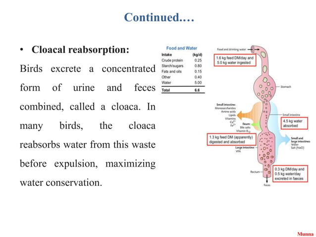 Digestive System of Non-Ruminant animals.pptx