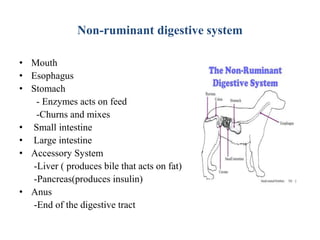 Digestive System of Non-Ruminant animals.pptx