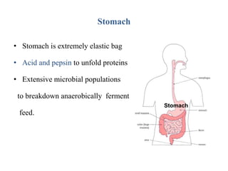Digestive System of Non-Ruminant animals.pptx