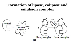 Digetion and absorption of lipids .pptx