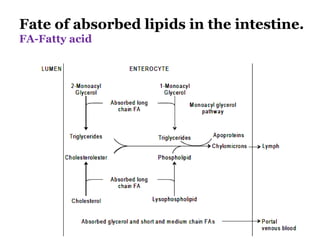 Digetion and absorption of lipids .pptx
