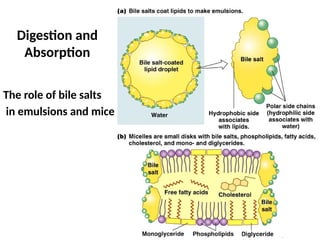Digetion and absorption of lipids .pptx