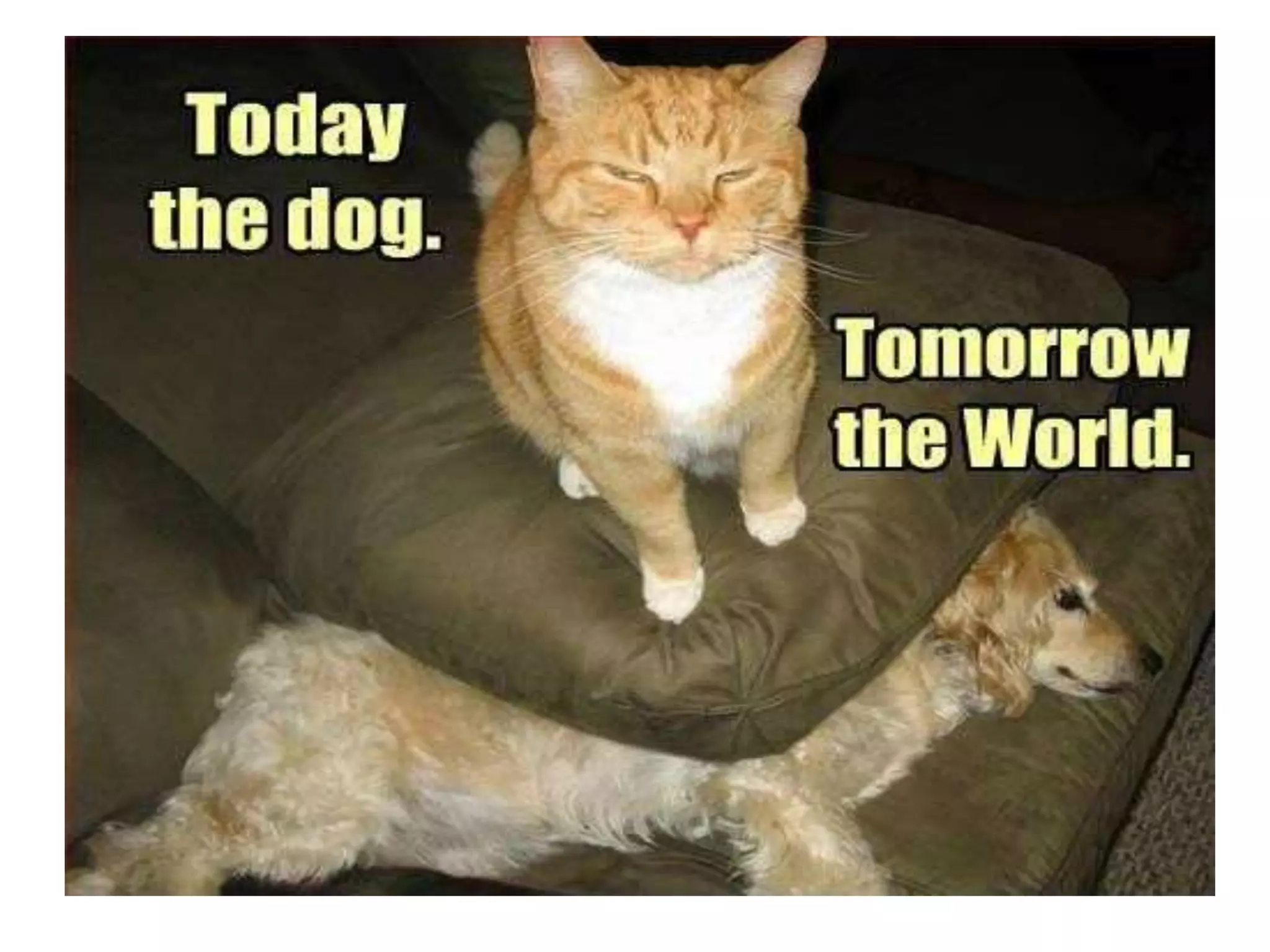 Digital Champions #digichamps | PPTX