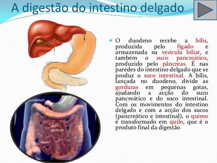 Digestão no Intestino