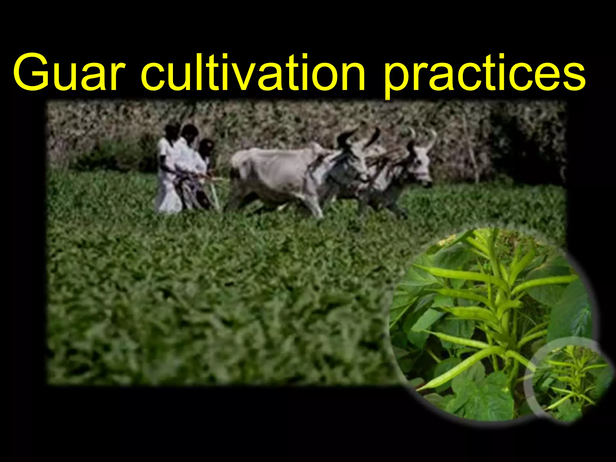 cultivation practices of guar/cluster bean | PPTX