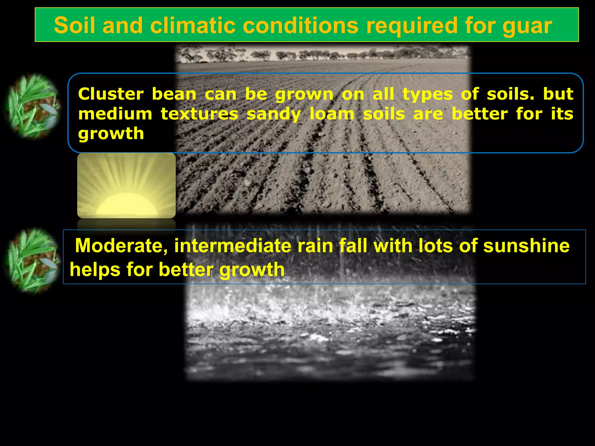 cultivation practices of guar/cluster bean | PPTX