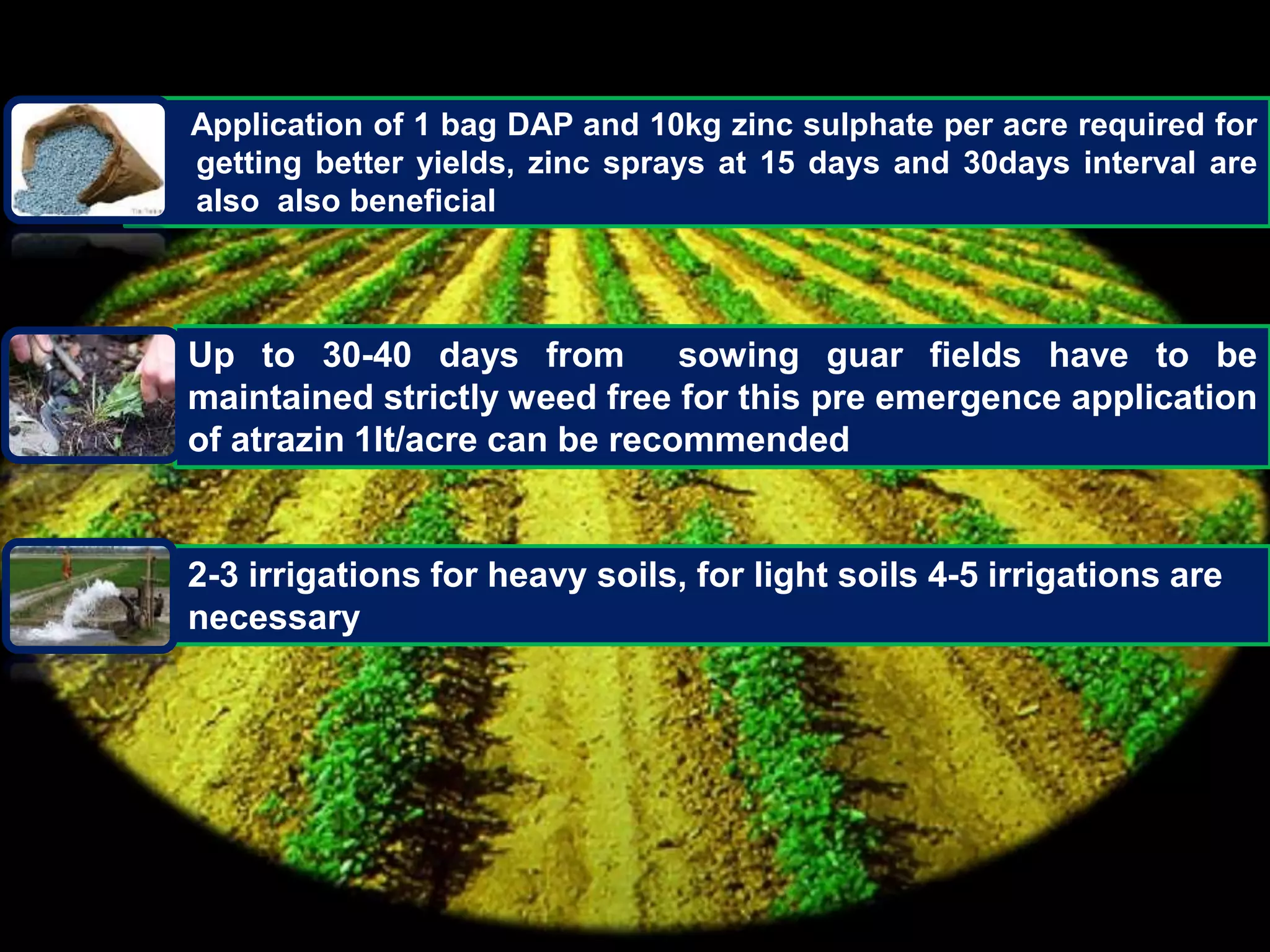 cultivation practices of guar/cluster bean | PPTX
