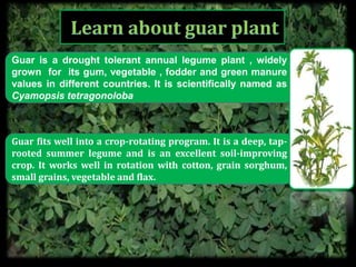 cultivation practices of guar/cluster bean | PPTX
