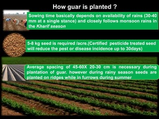 cultivation practices of guar/cluster bean | PPTX