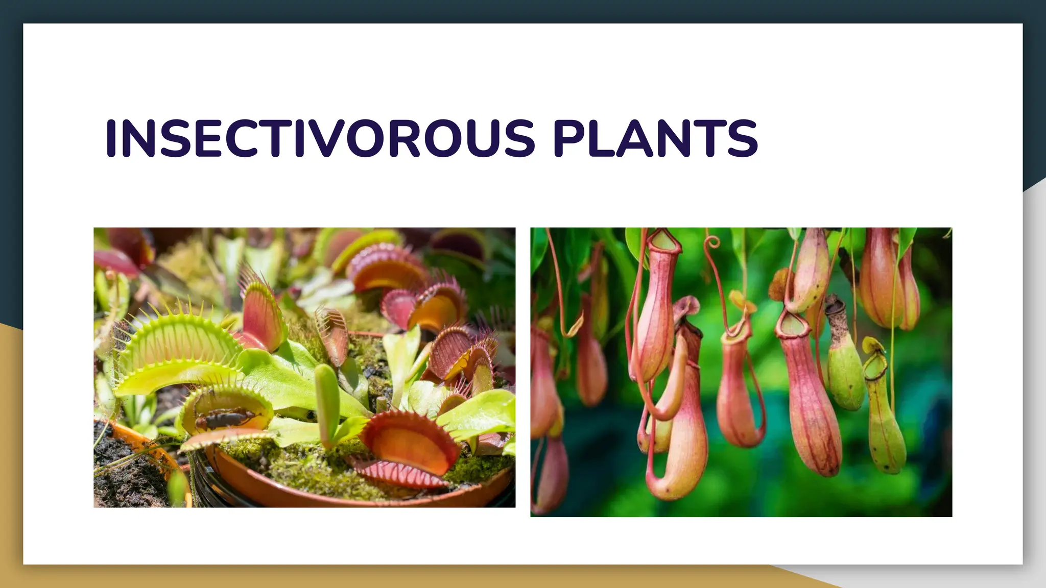 digital album insectivorous plants ..pdf