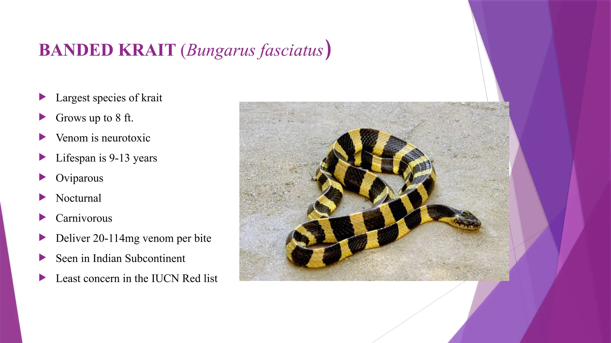 DIGITAL ALBUM.pptx OF POISONOUS SNAKES IN WORLD | PPTX