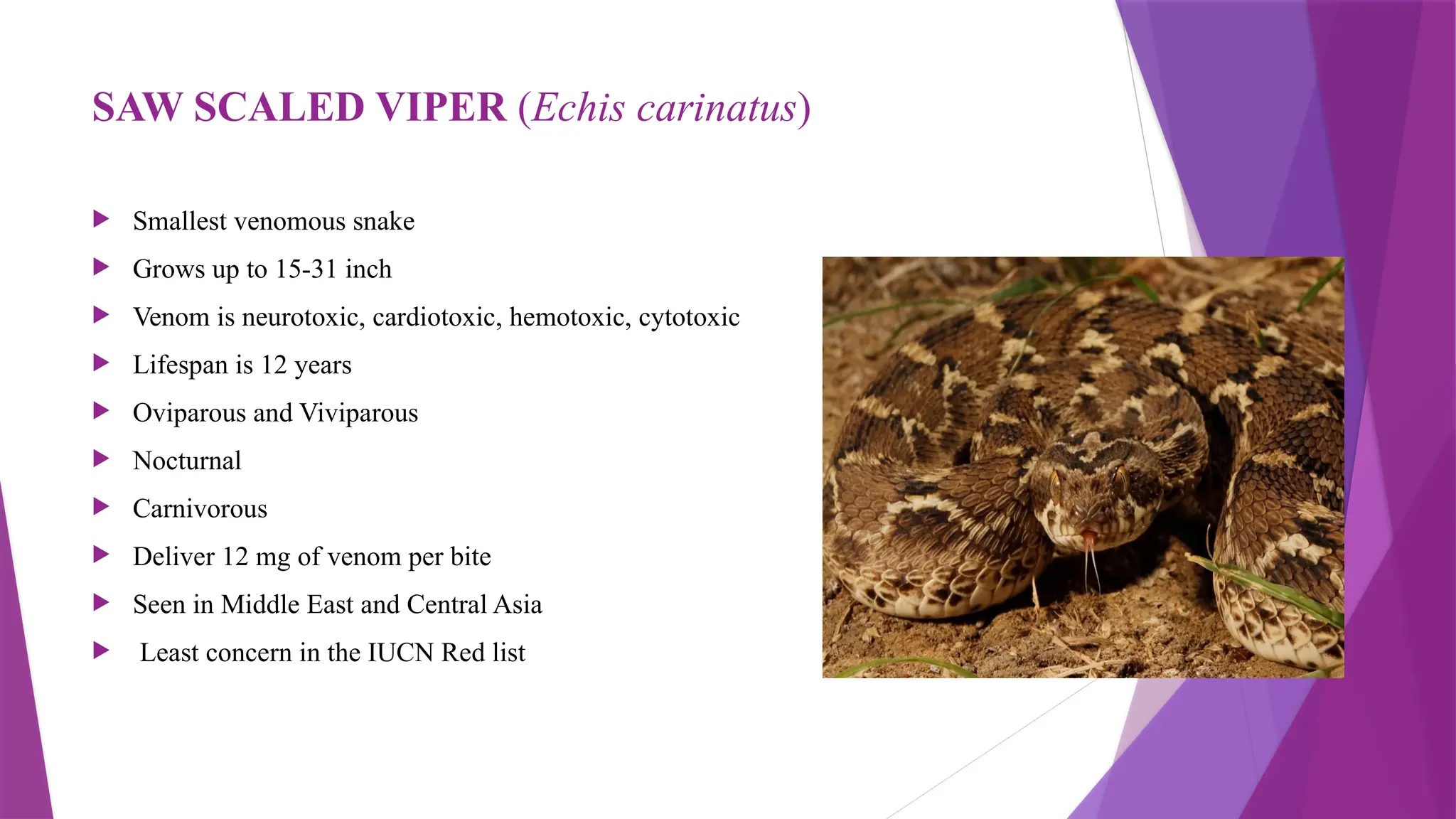 DIGITAL ALBUM.pptx OF POISONOUS SNAKES IN WORLD | PPTX