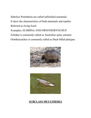 DIGITAL ALBUM MAKING - MAMMALS NS WORK PRESENTATION | PDF | Free Download