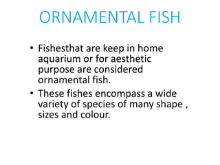 Digital album on ornamental fishes.pptx