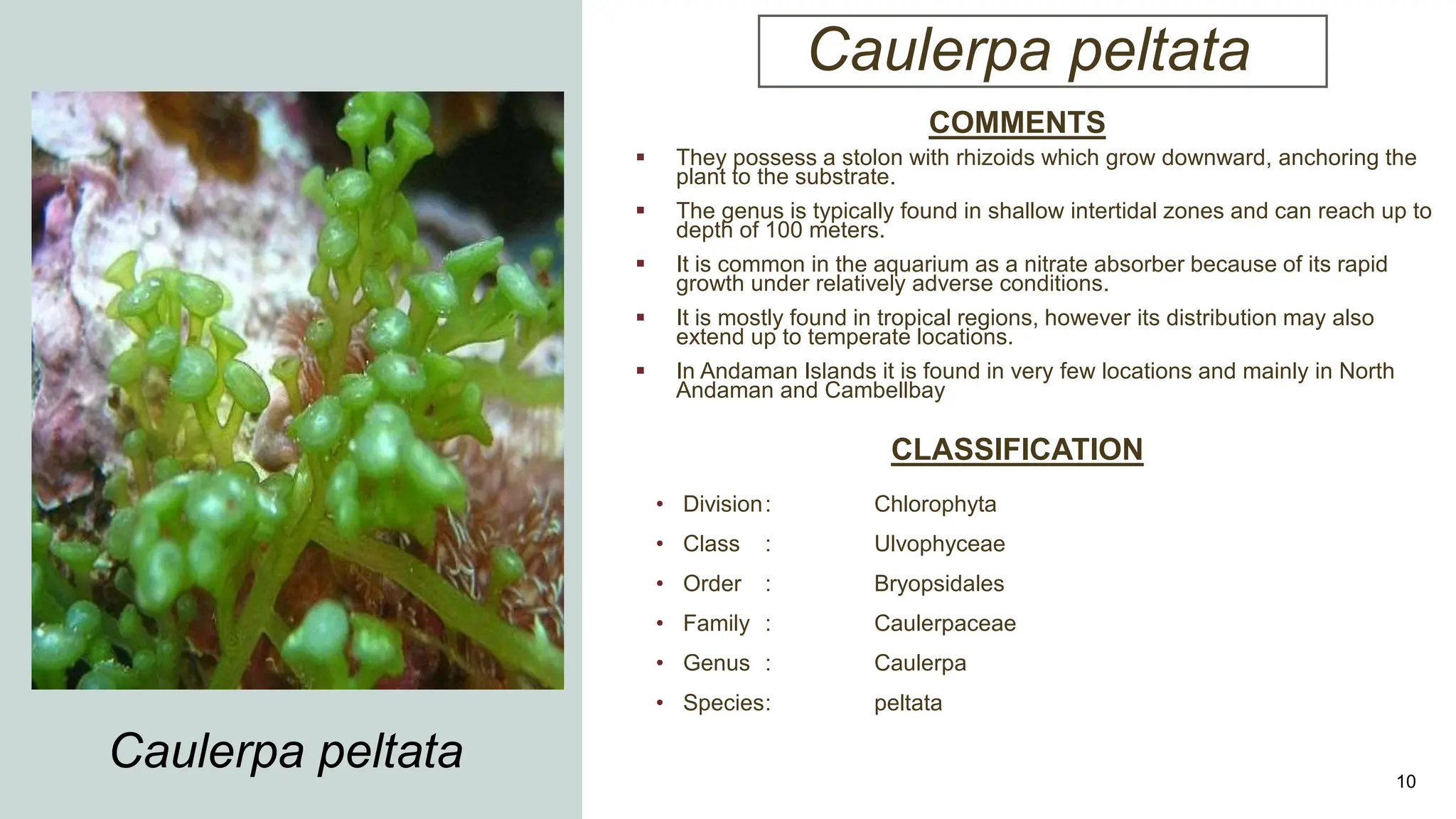 DIGITAL ALGAL HERBARIUM subham.pptx