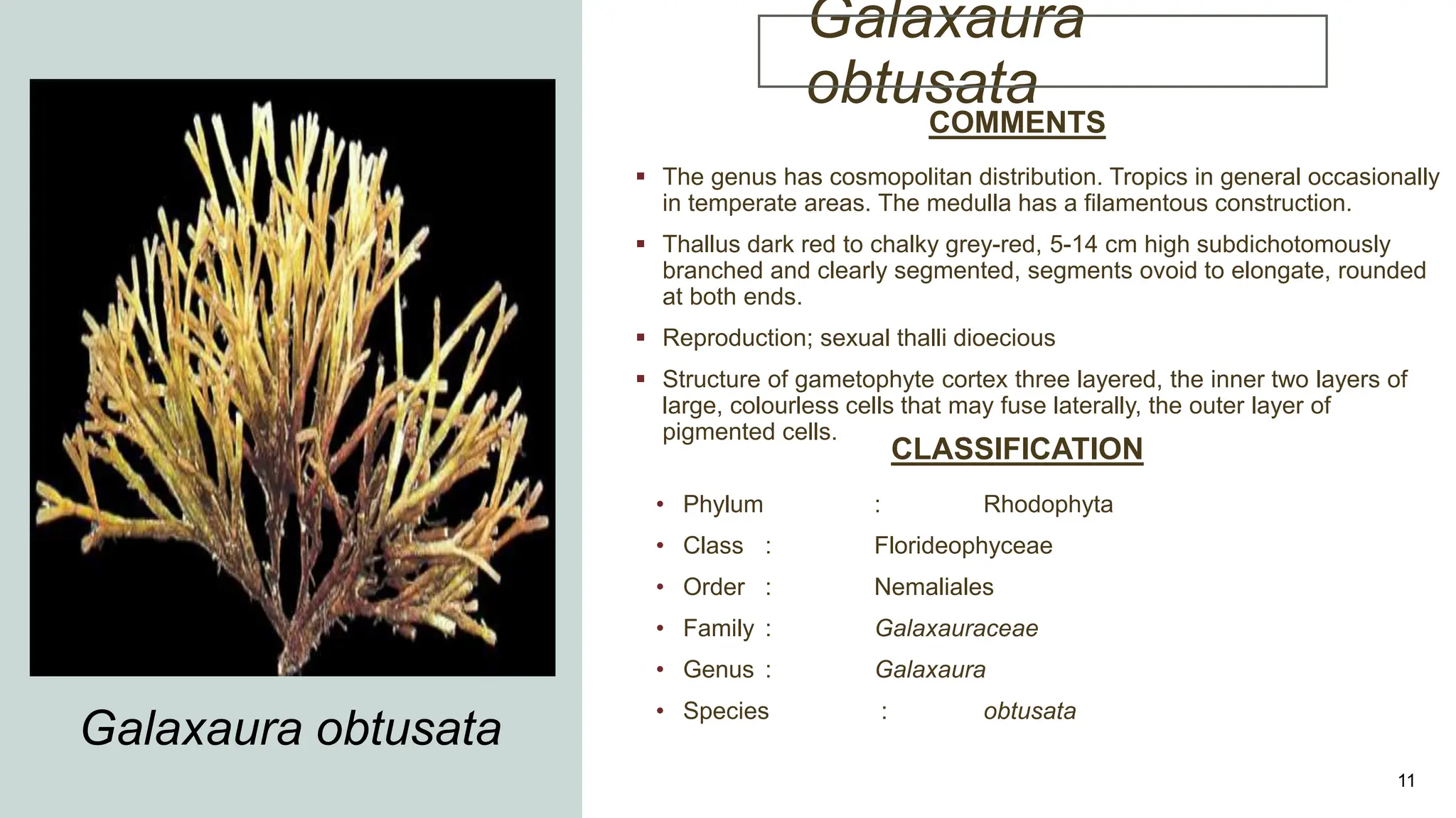 DIGITAL ALGAL HERBARIUM subham.pptx