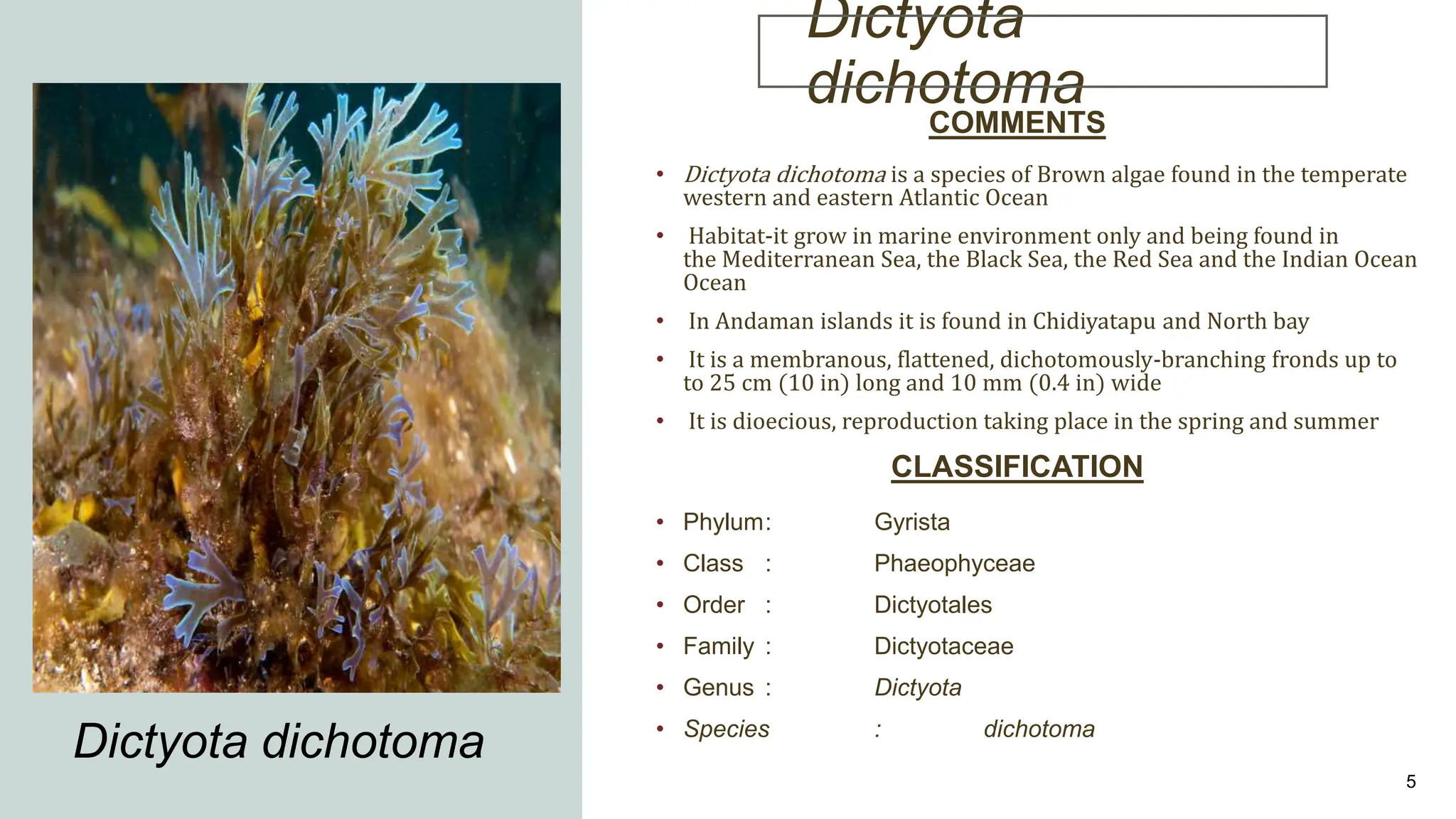 DIGITAL ALGAL HERBARIUM subham.pptx