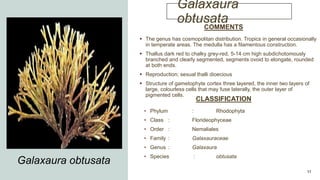 DIGITAL ALGAL HERBARIUM subham.pptx