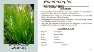 DIGITAL ALGAL HERBARIUM subham.pptx