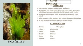 DIGITAL ALGAL HERBARIUM subham.pptx