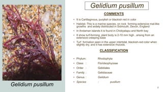 DIGITAL ALGAL HERBARIUM subham.pptx