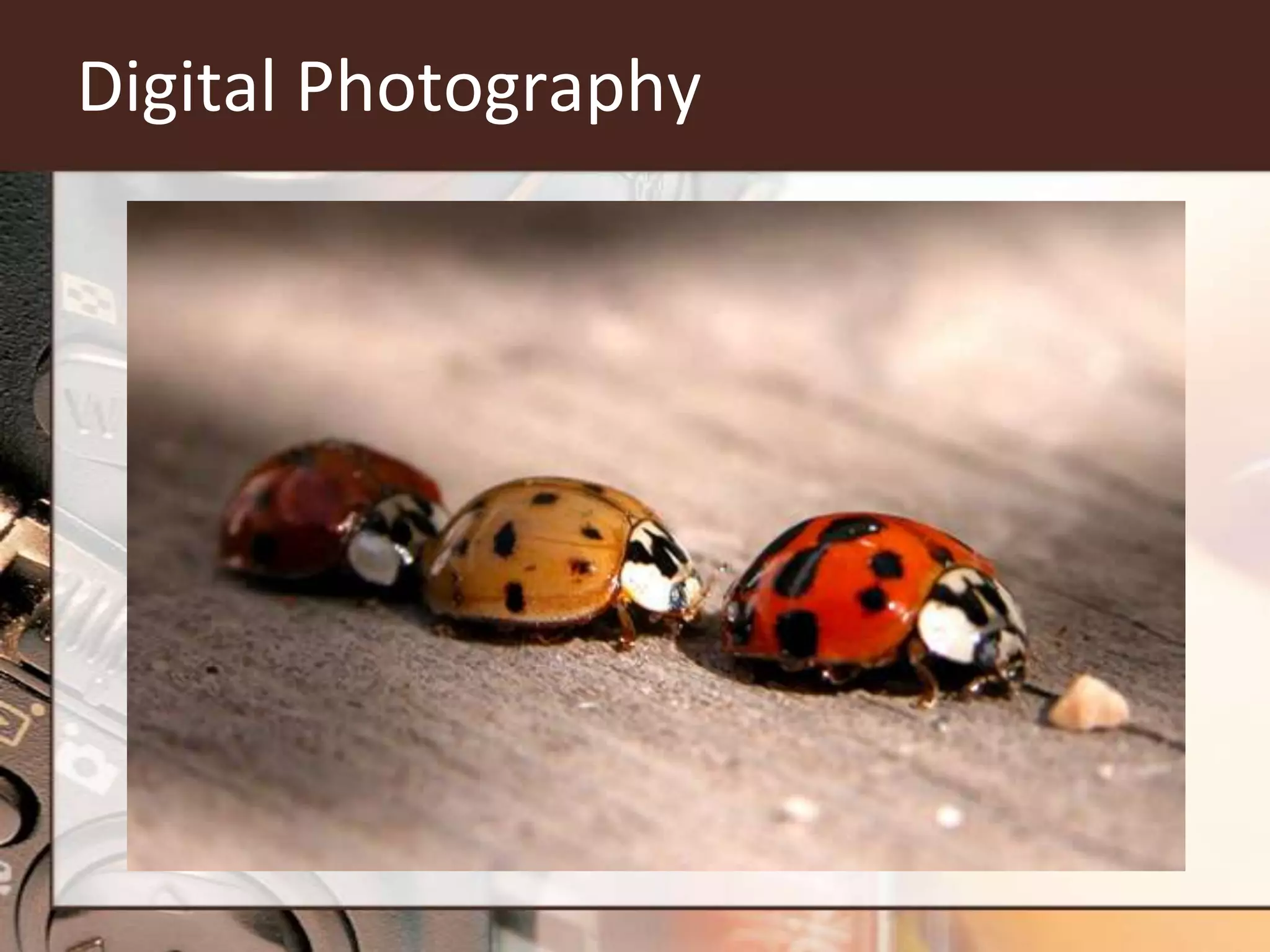 Digital art | PPTX | Computer Animation | Computer Software and ...