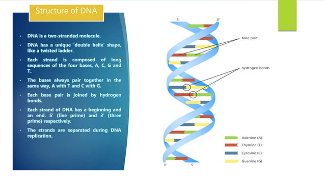 Digital data storage in DNA | PPTX | Data Storage and Warehousing ...