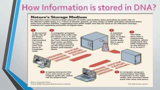 Digital data storage in DNA