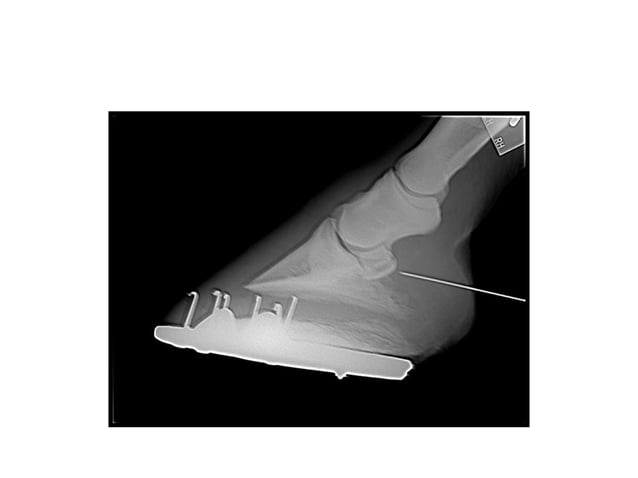 Digital Imaging in Equine Practice | PPT