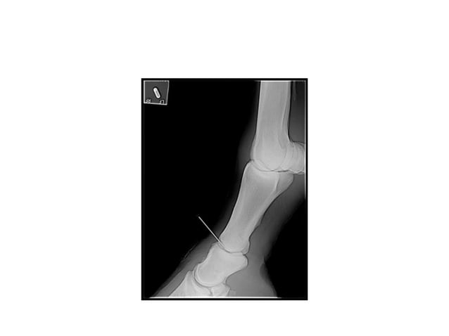 Digital Imaging in Equine Practice | PPT