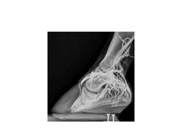 Digital Imaging in Equine Practice | PPT