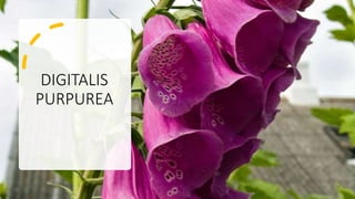 digitalis.pptx