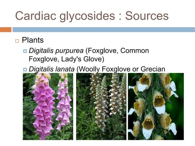 Digoxin and its Toxicity | PPTX | Heart and Cardiovascular Diseases ...