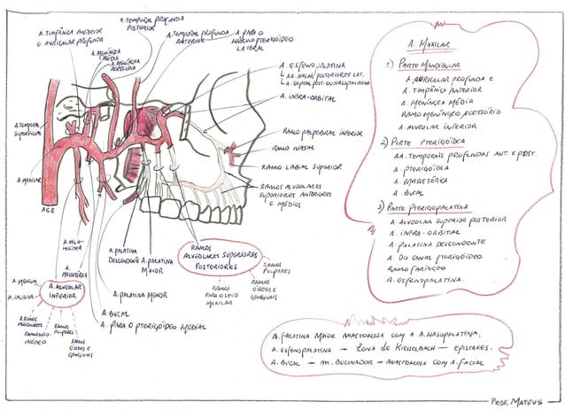 Artéria Maxilar | PDF