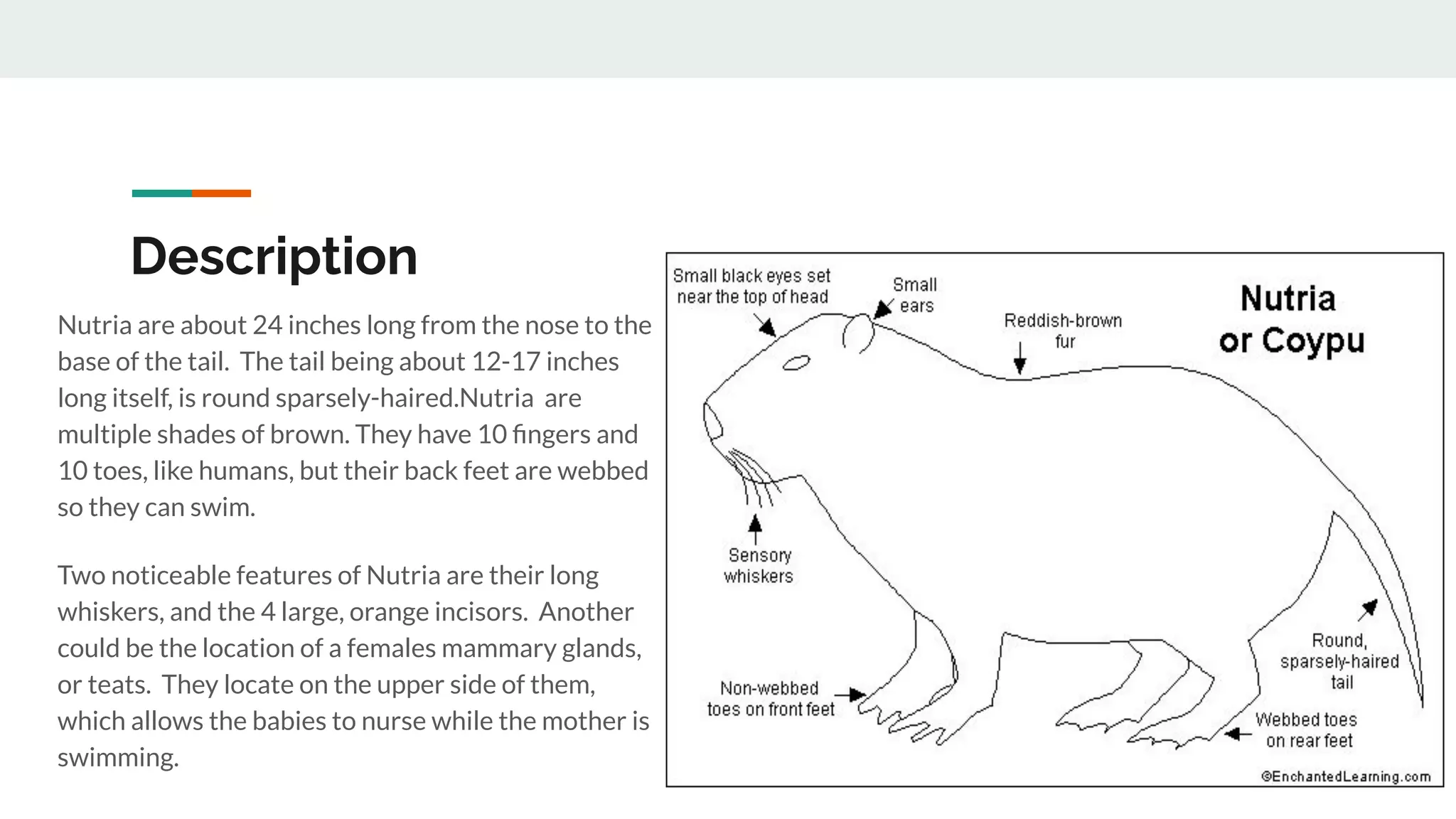 Nutria | PDF