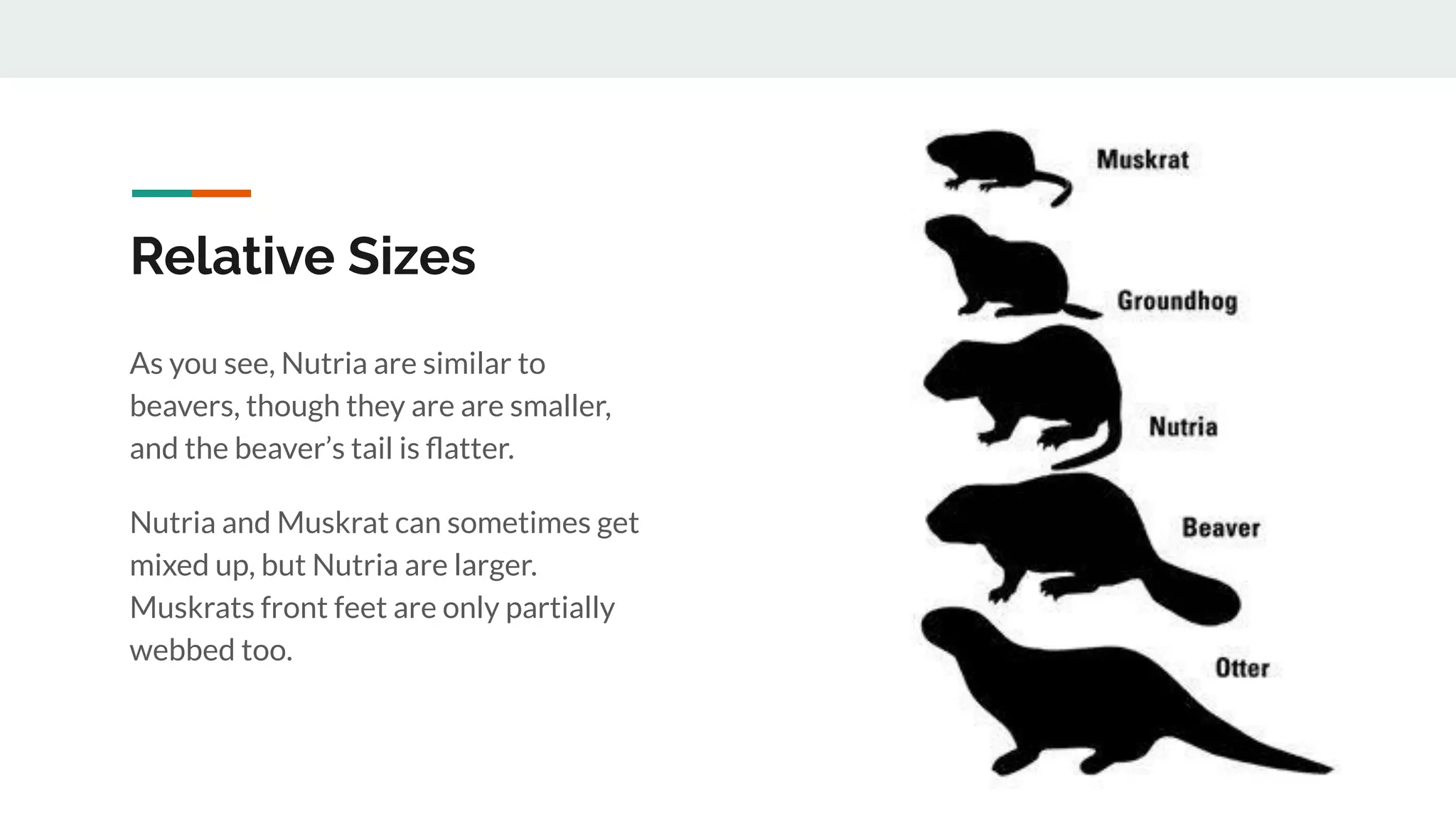 Nutria | PDF