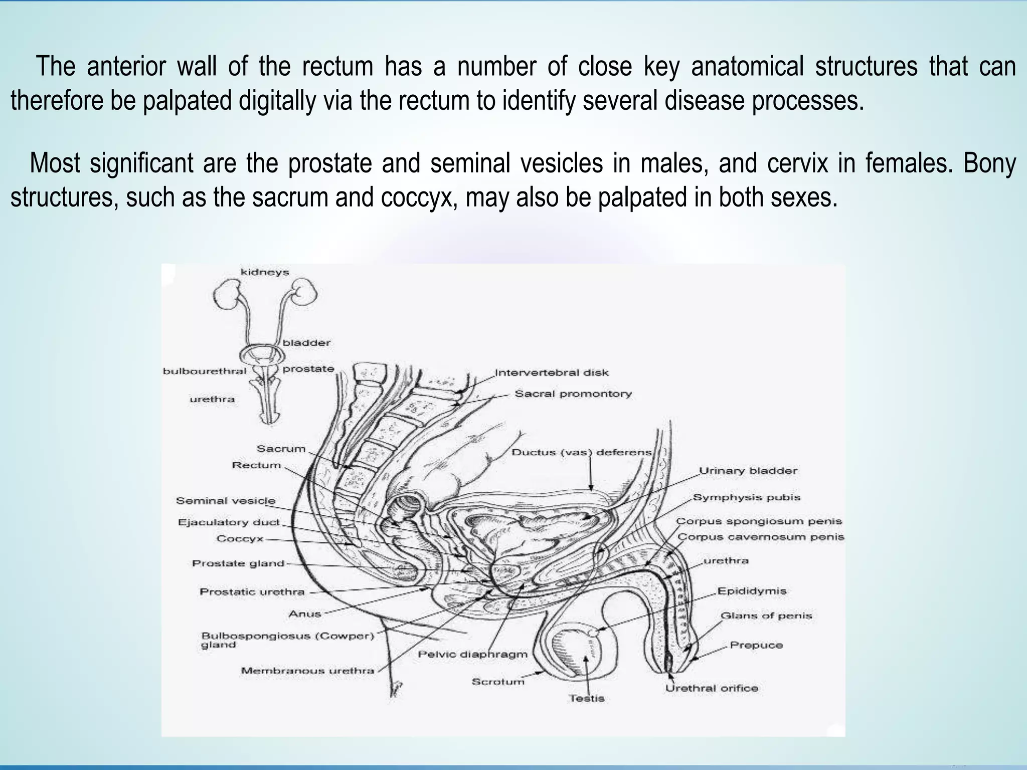 Digital Rectal Examination for Surgical Trainees | PPT