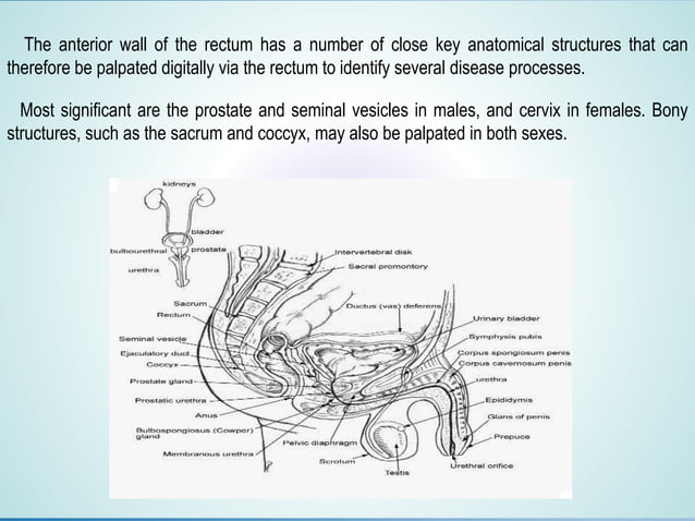Digital Rectal Examination for Surgical Trainees | PPT