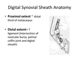 Digital tendon sheath lacerations | PPT