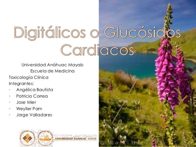 Digitálicos o glucósidos cardiacos