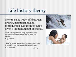 Digit Ratio - How can we guess the different types if people.ppt