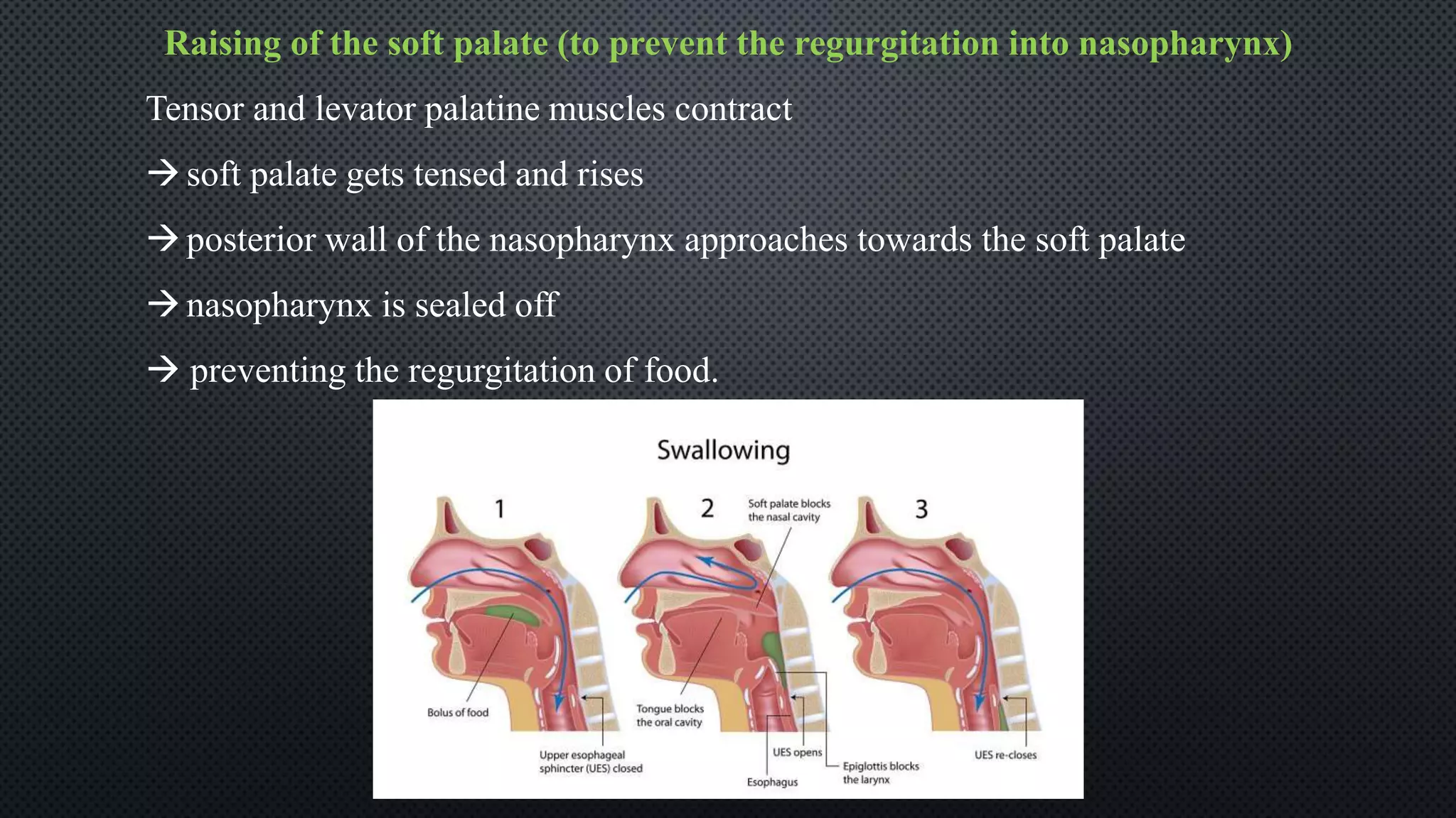 DEGLUTTITION (SWALLOWING) | PPTX | Ear, Nose and Throat Conditions ...