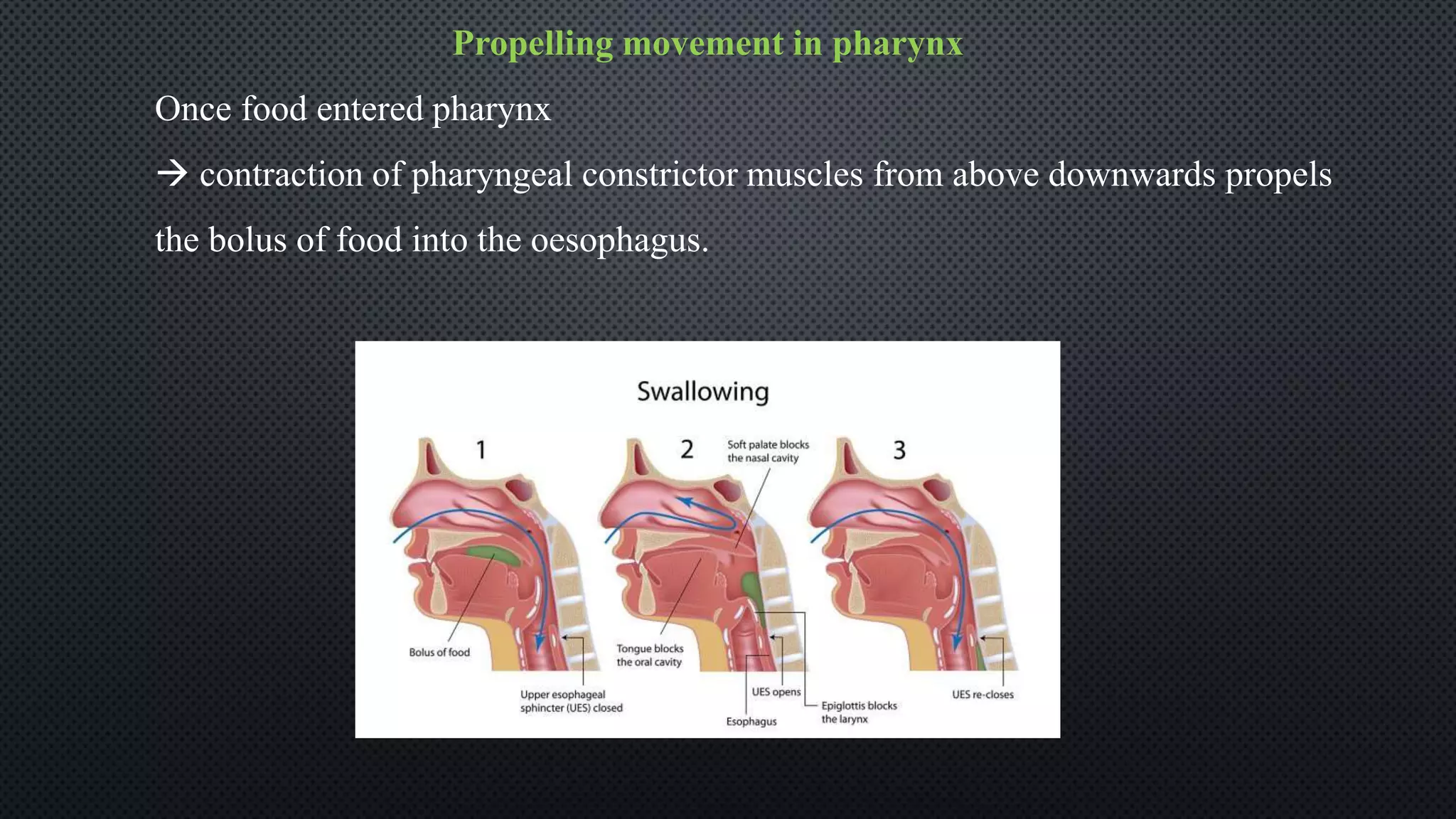 DEGLUTTITION (SWALLOWING) | PPTX