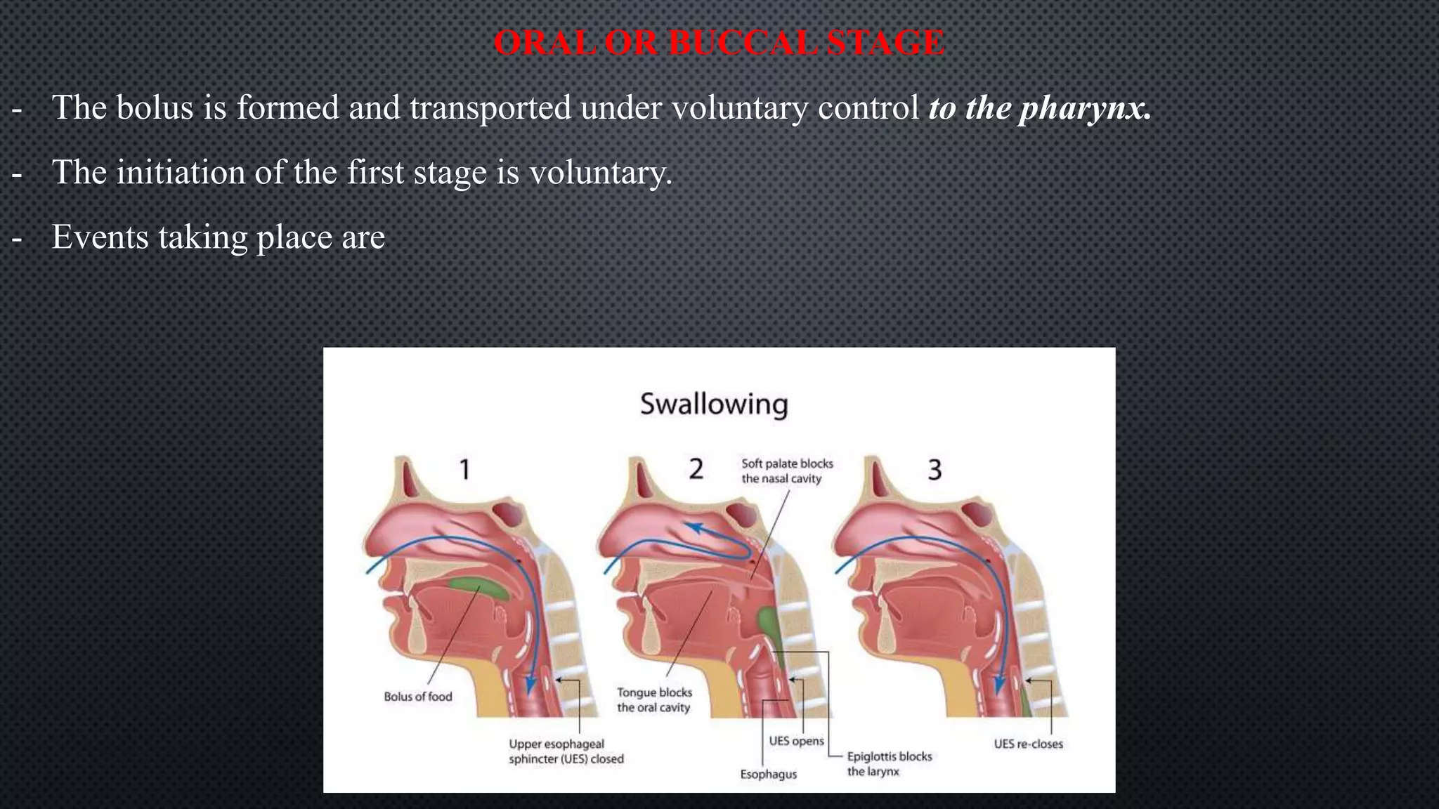DEGLUTTITION (SWALLOWING) | PPTX