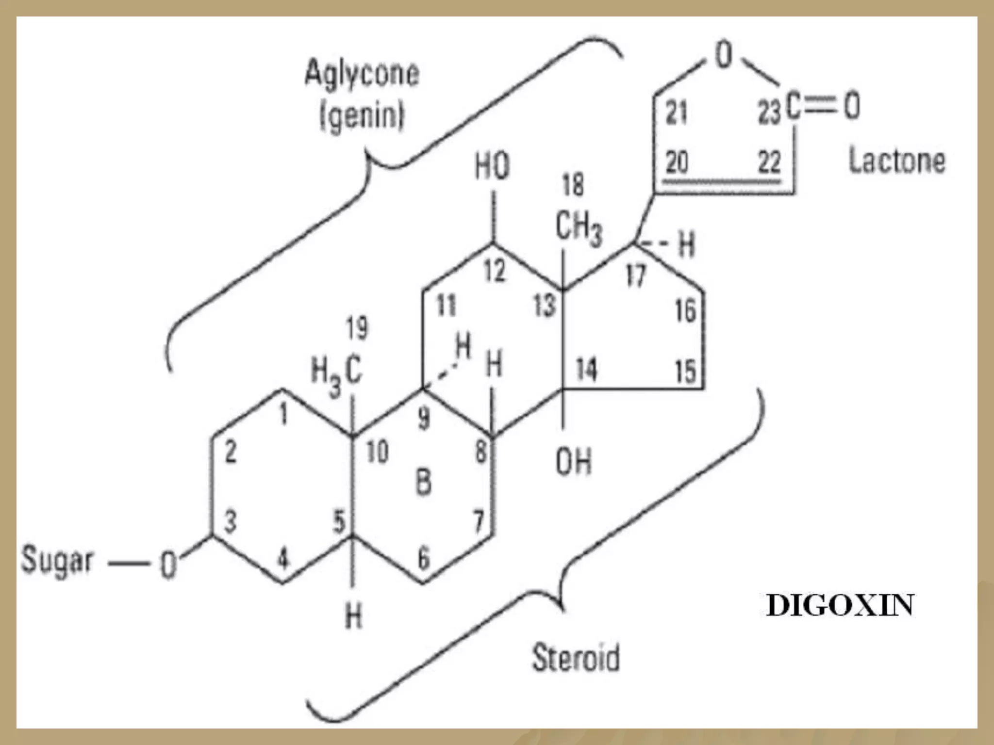 Digoxin- GLYCOSIDE | PPTX