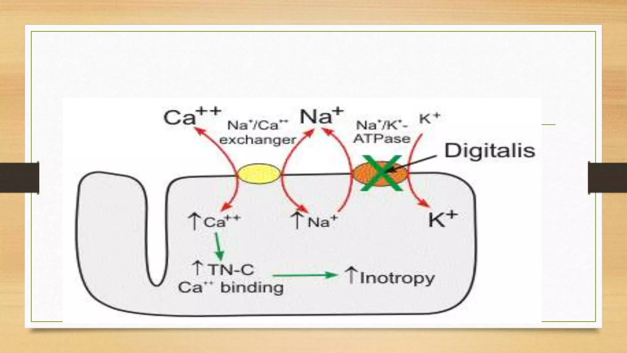 Digoxin toxicity | PPTX