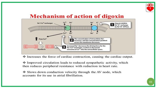 DIGOXIN TOXICITY.pptx, Treatment of Digoxin Toxicity, Ecg Changes in ...
