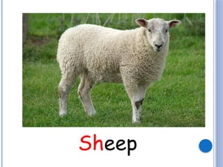 digraph sh sound and its words .pptx